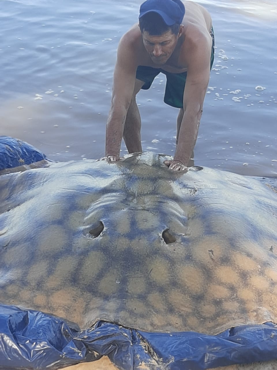 Pescan Raya de 180 kg. en el Río Paraguay - Concepción al Día